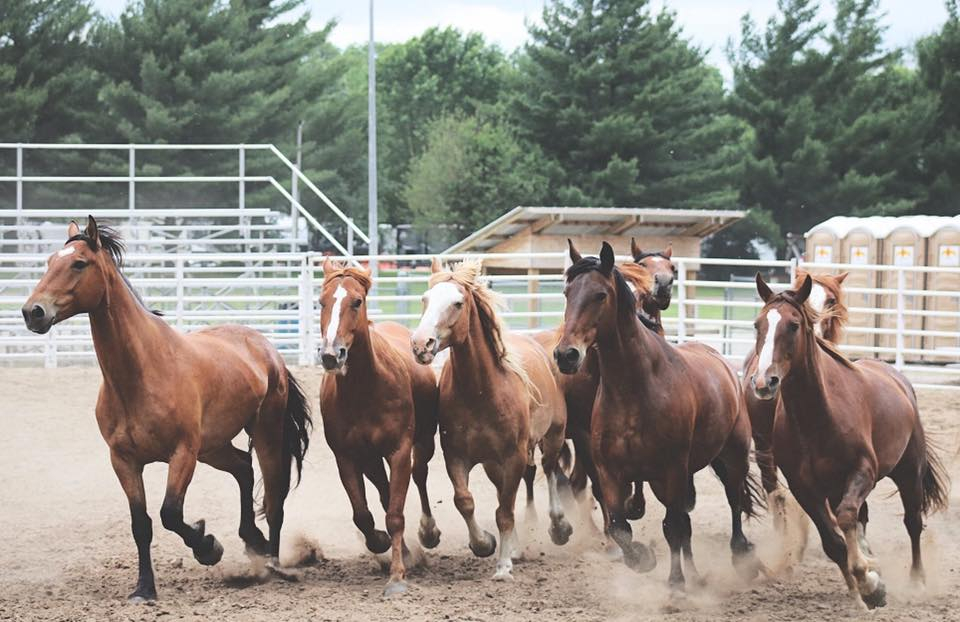 Wright Rodeo Co. - Llc Rodeo Stock Contractor