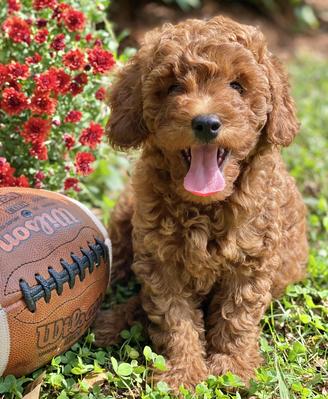 Goldendoodle Puppies for Sale Massachusetts - American Goldendoodle