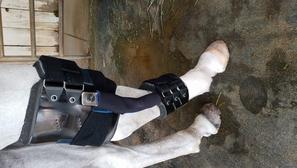 Home [www.veterinaryrehabtechnologies.com]