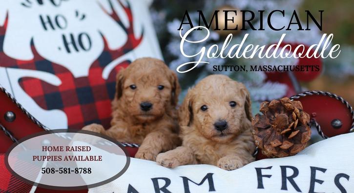 Goldendoodle Puppies for Sale Massachusetts - American Goldendoodle
