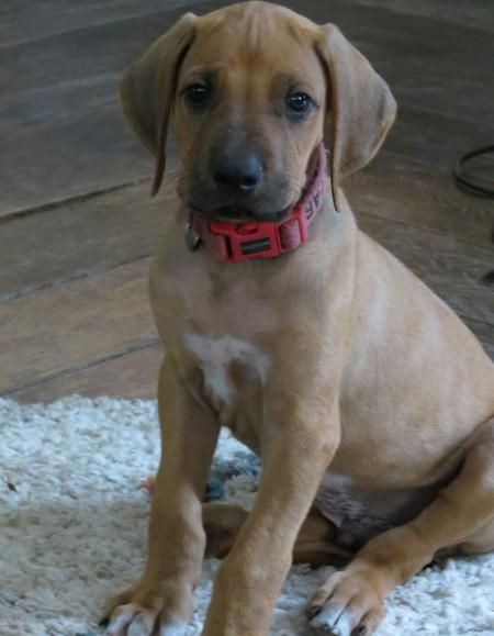 Rhodesian Ridgeback Puppies for Sale FL | Chioke Rhodesians