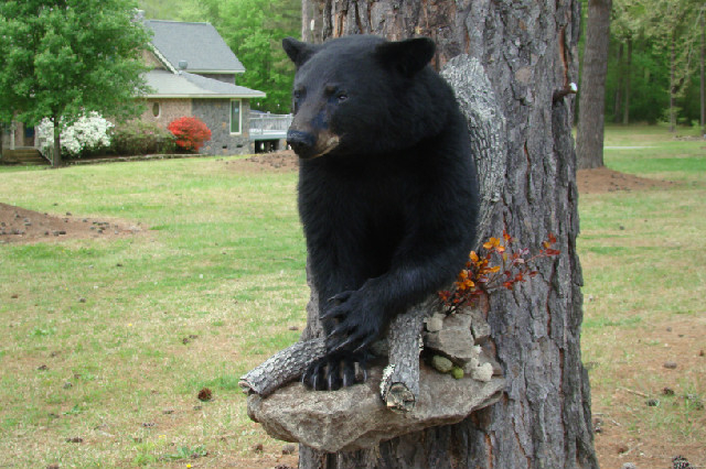 Black Bear Half Mounts
