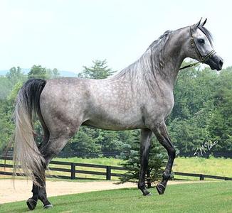 Straight Egyptian Arabians