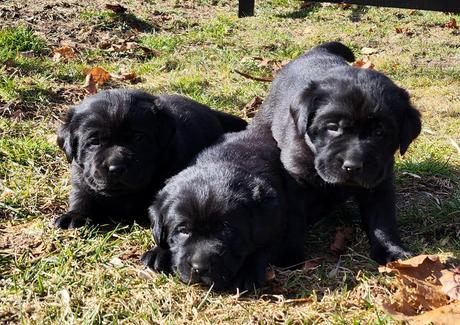 Home [www.bristolcountylabradors.com]