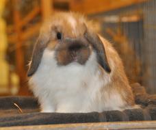 Pictures of our rabbits