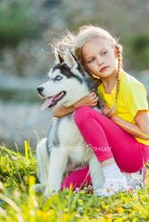 Pomsky Puppies - Purebred Pomsky Puppies For Sale