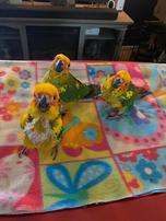 Midnight Parrot Parrot Available Babies, Macaws for sale, parrots for ...