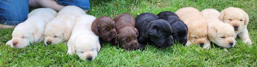 Home [www.bristolcountylabradors.com]