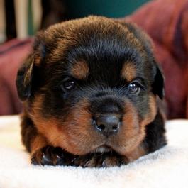 Home [www.dowtreekennel.com]