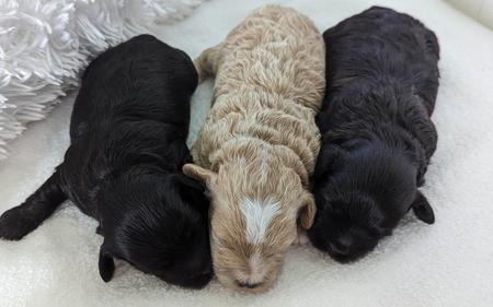 Rolling Meadows Puppies - Shichon Poo Puppies for Sale