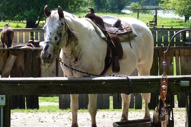 Meet The Horses - Horseback Riding Tipton Iowa City Cedar Valley Stables