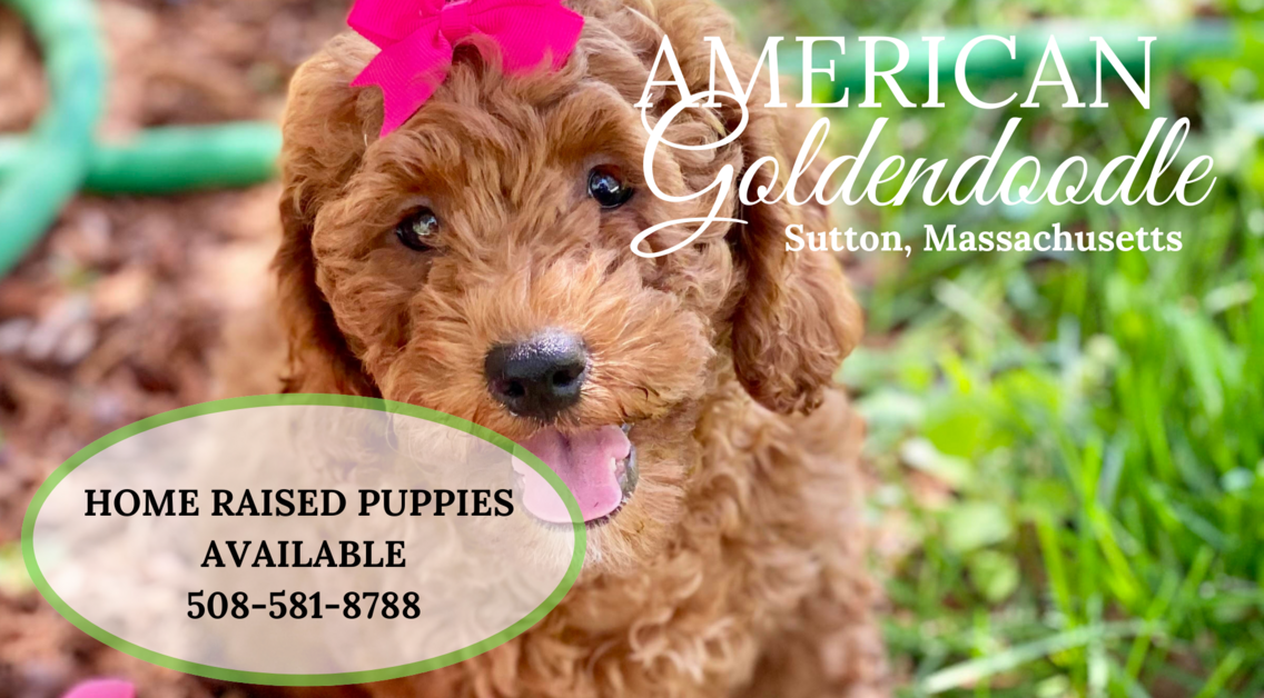 Goldendoodle Puppies for Sale Massachusetts - American Goldendoodle
