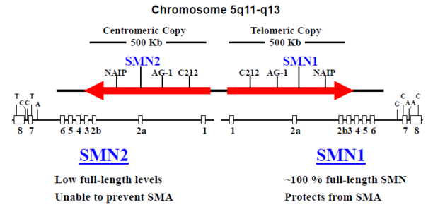 Spinal Muscular Atrophy (SMA)