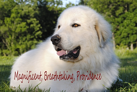 Wells' Providence - Wells' Providence Pyrenees Breeder, AKC Champion ...