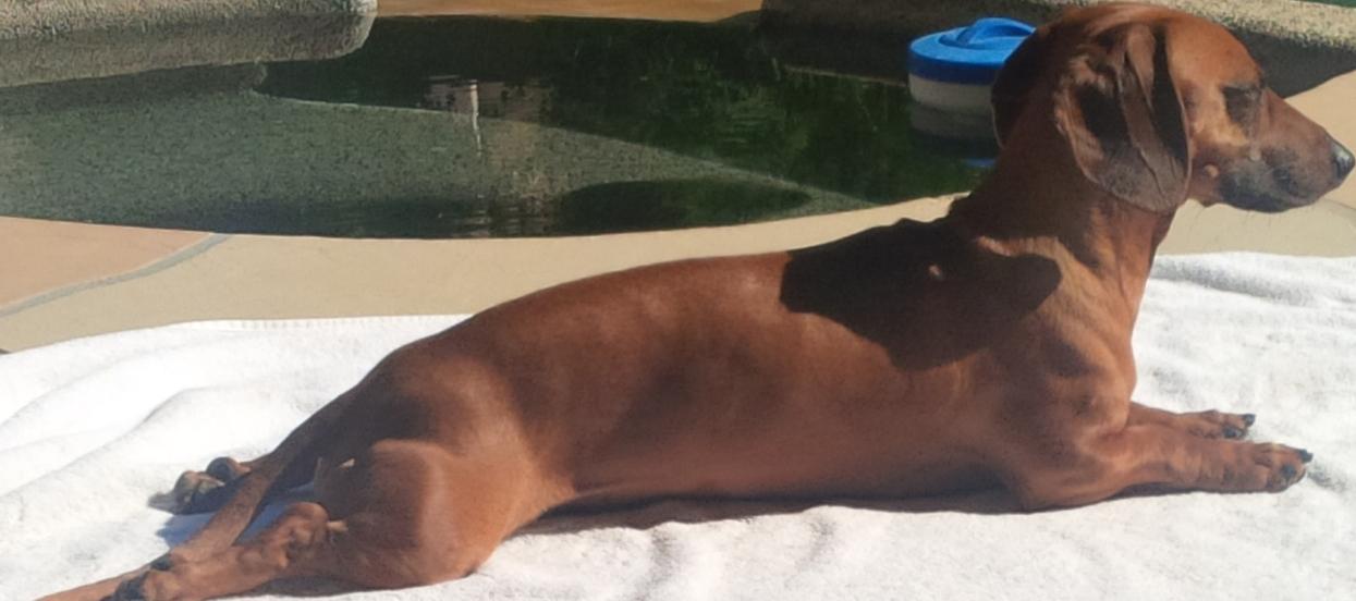 Happy Tails Dachshund Rescue - Dog Rescue, Dog Adoption