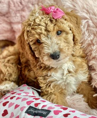 Goldendoodle Puppies for Sale Massachusetts - American Goldendoodle