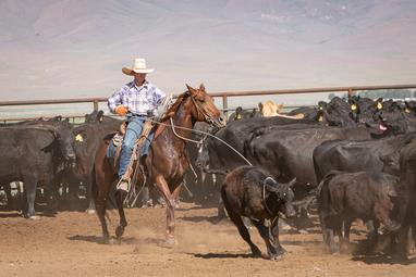 Home [thecowboylife.com]