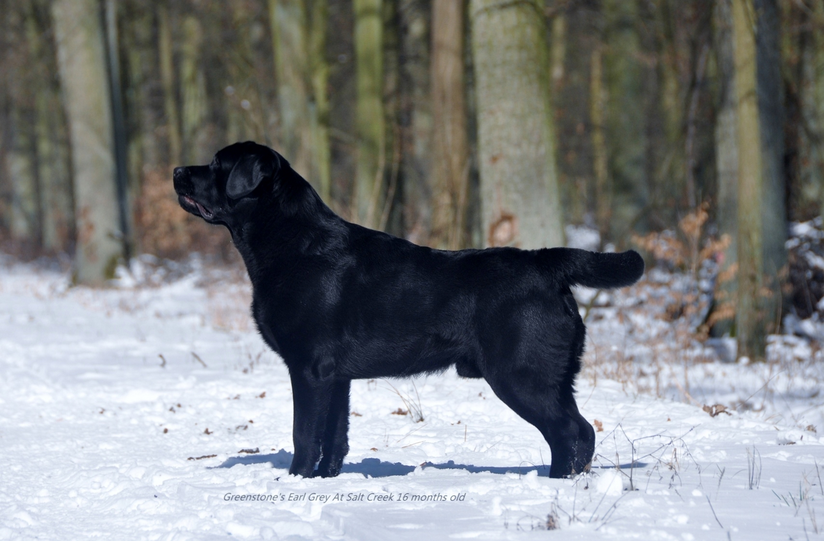 Where Is Greenstone Labradors Located