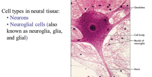 neural tissue
