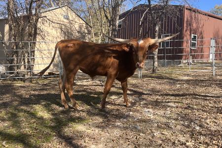Texas Miniature Longhorn cattle for sale. Hobby Farm's fun!