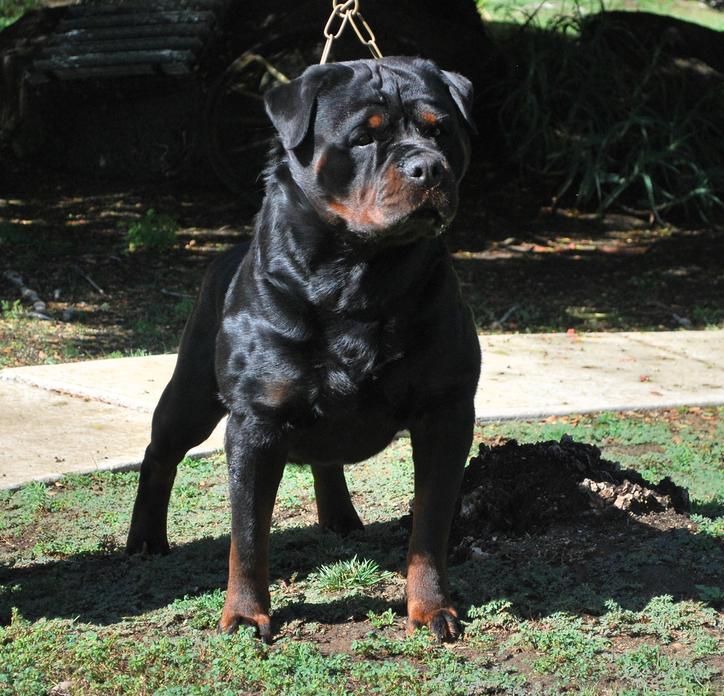 Von Ruelmann Rottweilers inc - German Rottweiler Puppies For Sale ...