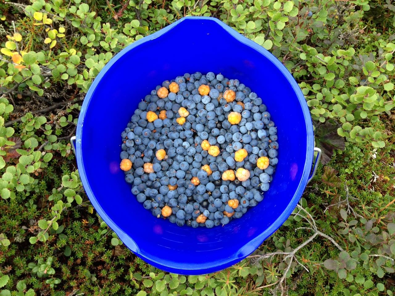 Calista Education and Culture