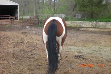 Meet The Horses - Horseback Riding Tipton Iowa City Cedar Valley Stables