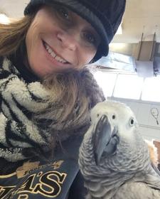 Midnight Parrot Parrot Available Babies, Macaws for sale, parrots for ...