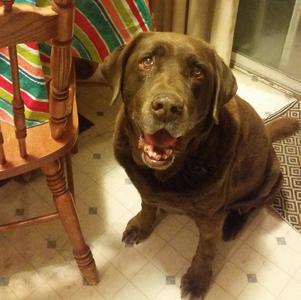 Home [www.sundancerlabs.com]