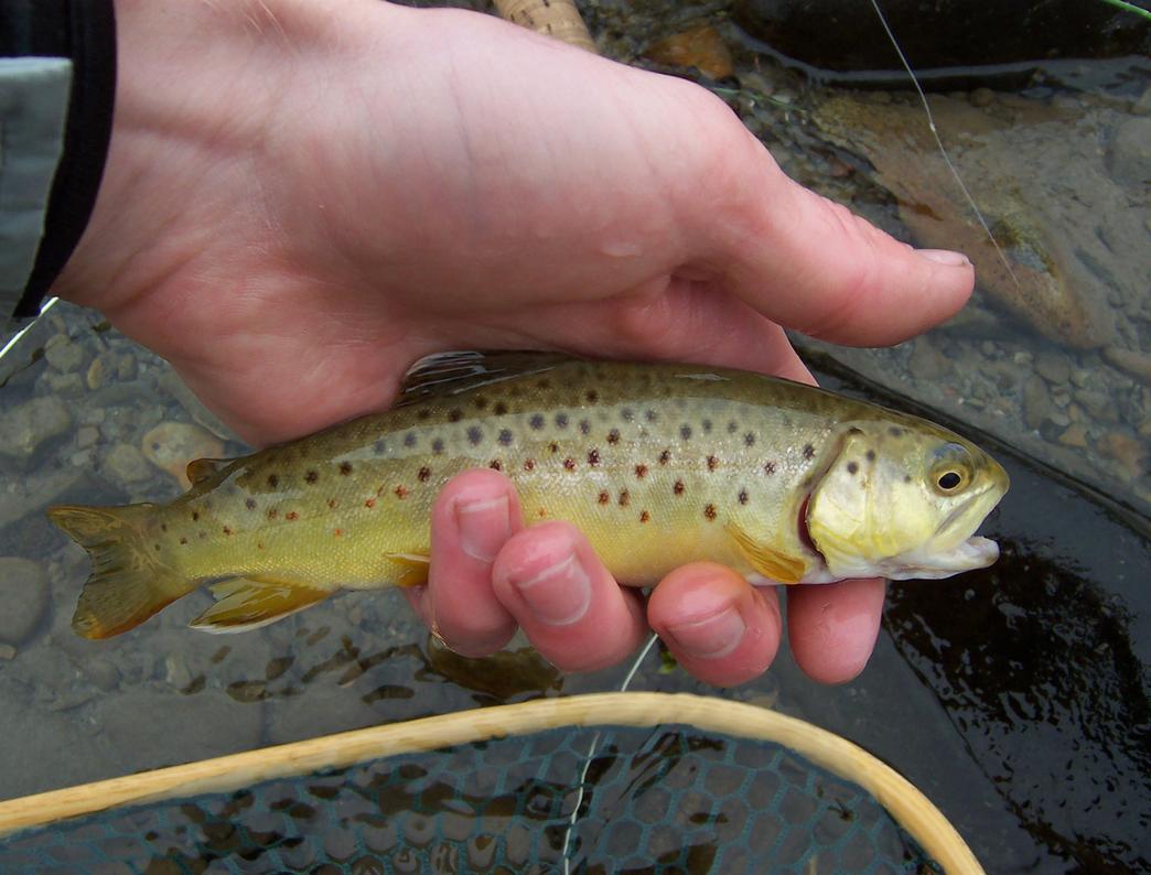 Home [www.morganmilltroutfarm.com]