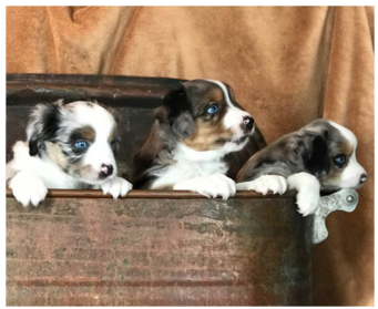 Idaho Black Pine Aussies - Mini Aussie, Miniature Aussies, Toy Aussies