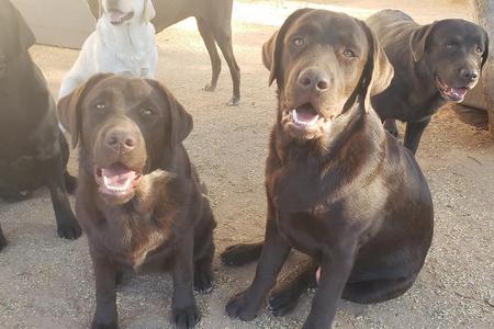 Home [www.sundancerlabs.com]