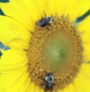 Home [www.allisonfarm.com]