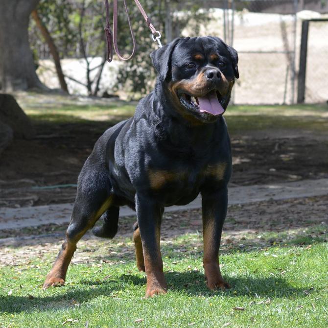 Rottweiler Puppies for Sale - Von Ruelmann Rottweilers Inc