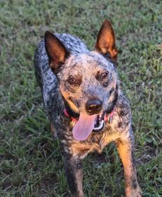 JMS Mini Heelers