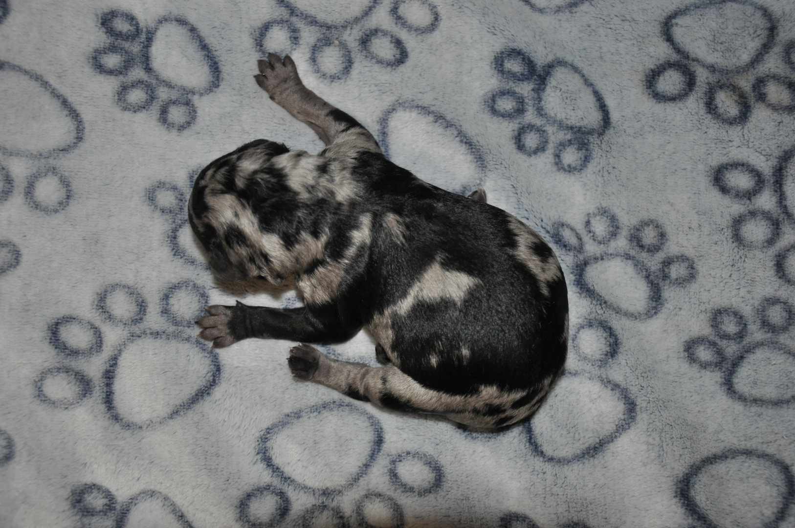 Storm and Astro's Litter