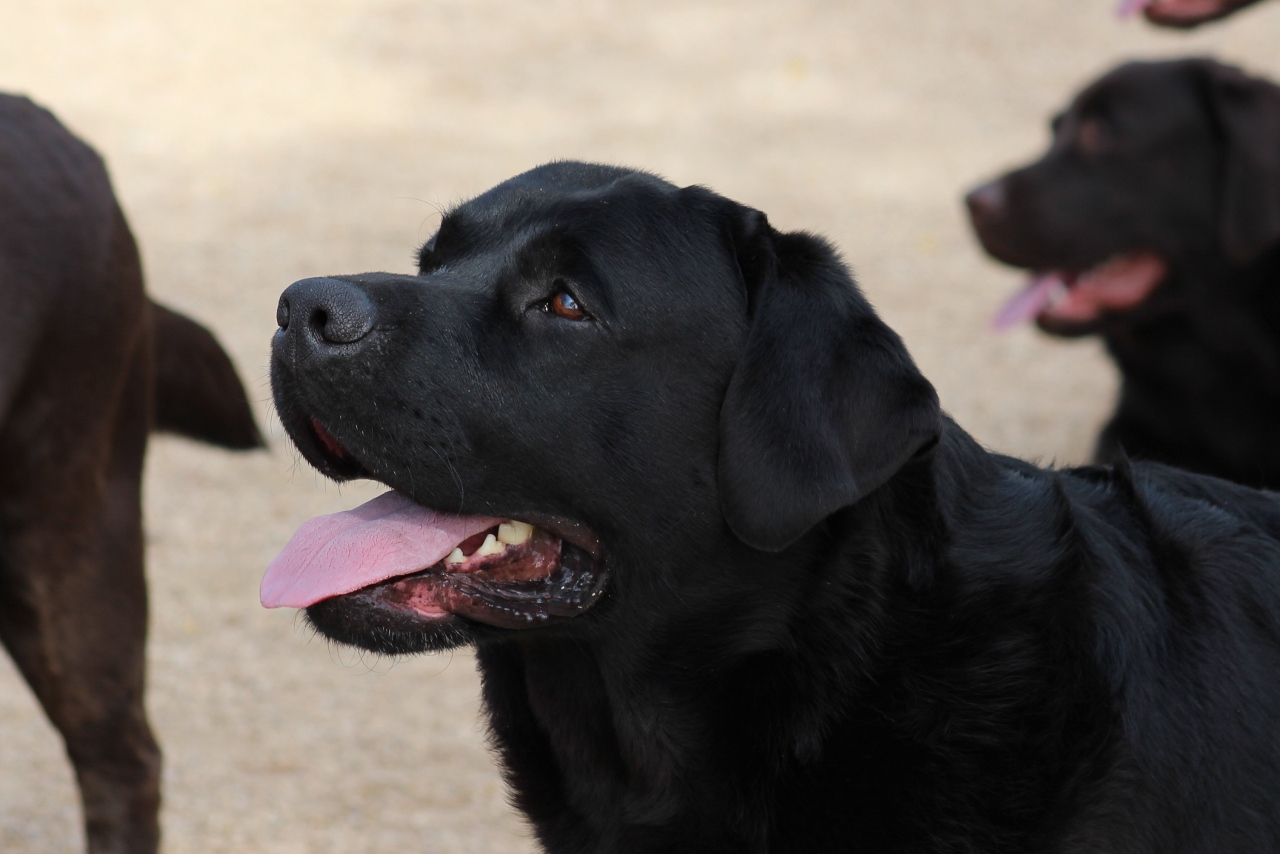 Where Is Greenstone Labradors Located