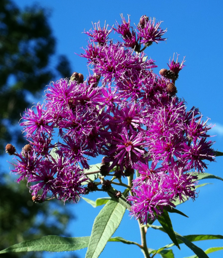 Sun-Lovers Page 5 (Si-Z)