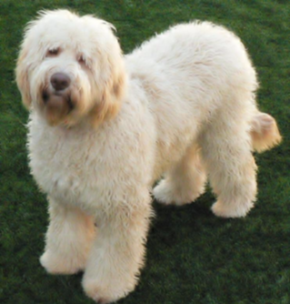 Labradoodle Breeders - Green Gables Labradoodles - East Coast - South ...