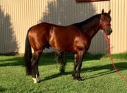 Bobby Lewis Quarter Horses - Roping Training Breeding Sales