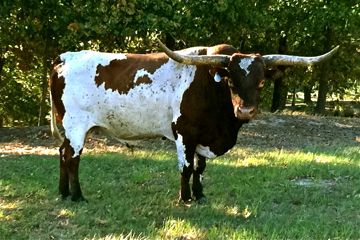 Gary Griffith in Dallas, Tx