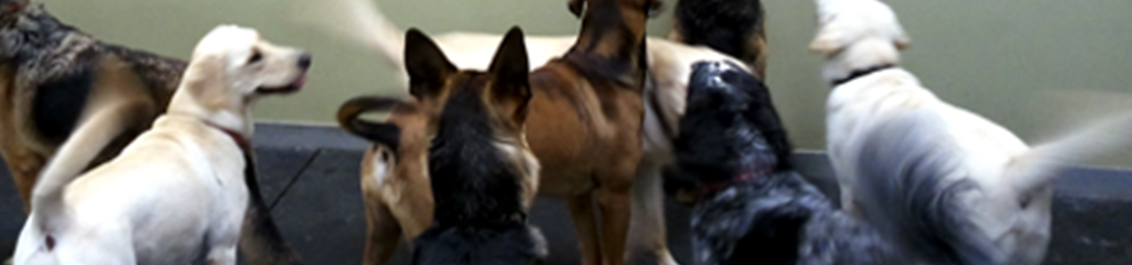 Dog Daycare, Dog Boarding - The Ruff House - Westford, Ma