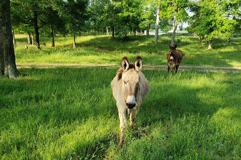 Southern Pride Distillery | Tennessee Moonshine Distilling