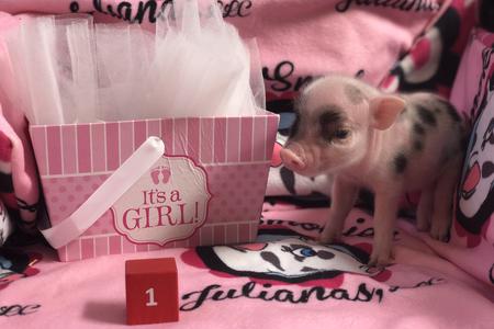 Mini Pigs for Sale | Lil' Smokies Julianas