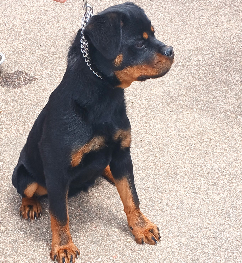 Rottweiler Puppies Available For Sale - Colorado Rottweiler