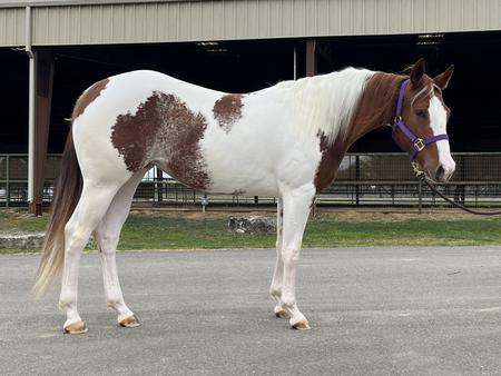 Horses for Sale | Whiskey Canyon Ranch