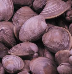 Home [www.clamman.com]