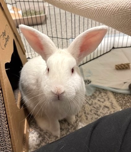 Home [www.therabbitresource.org]