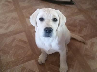 Home [www.sundancerlabs.com]