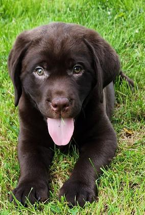 Home [www.bristolcountylabradors.com]